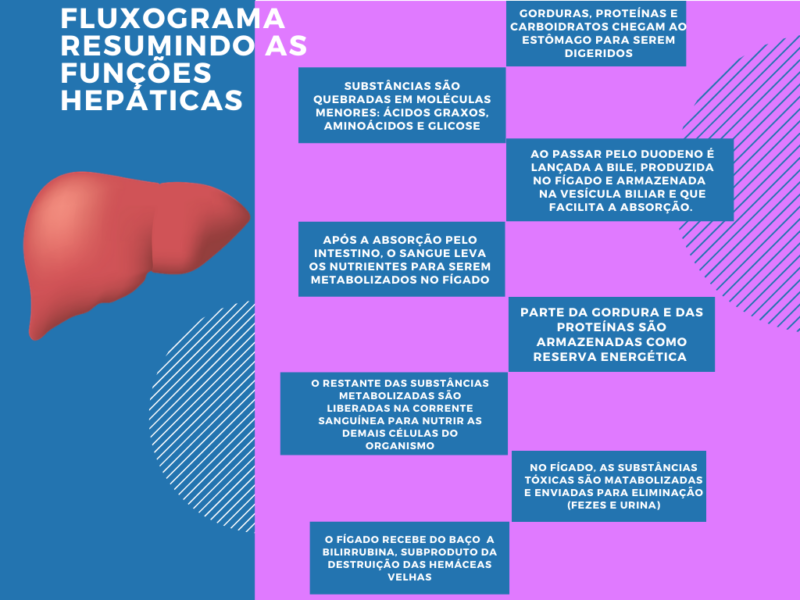 Fígado - Conhecendo a Fisiologia do Corpo Humano - Lirane Suliano